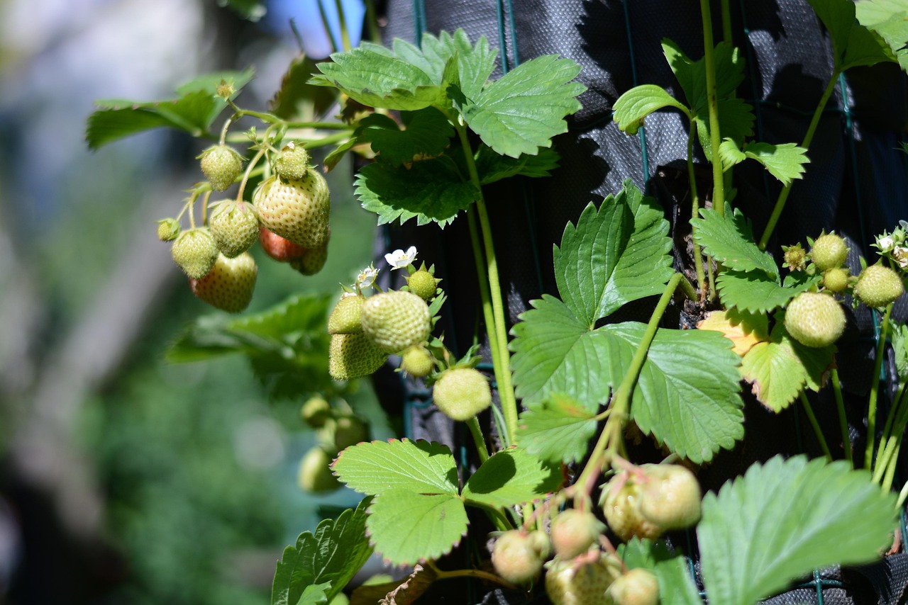Fraise Vert Fruit - Photo gratuite sur Pixabay - Pixabay