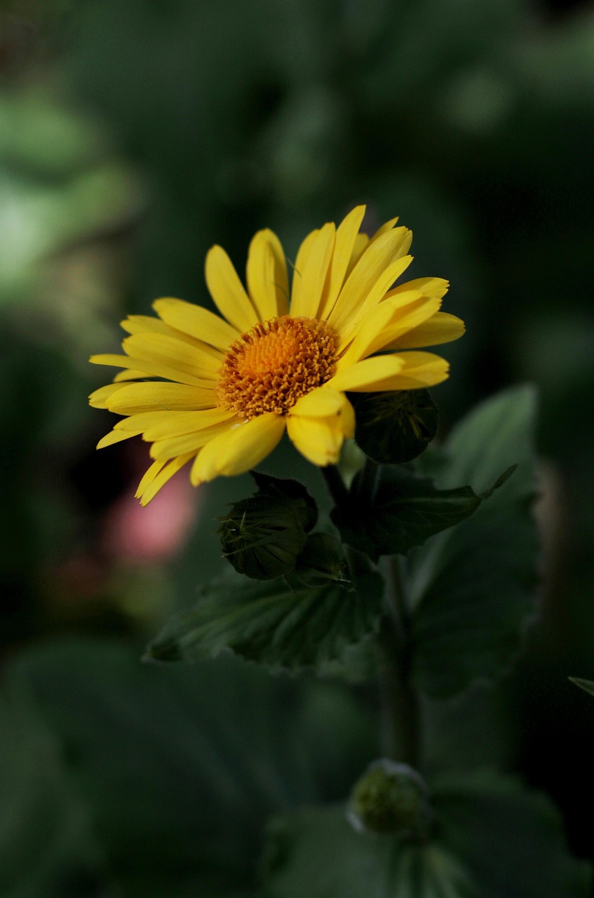 90+ Free Tedesco-Orientale & Nature Images - Pixabay