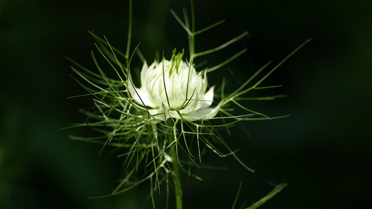Meer dan 400 gratis afbeeldingen van Veldbloemen en Natuur - Pixabay