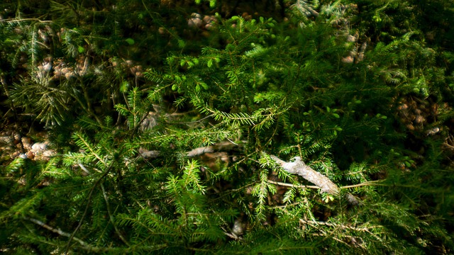 Árvore De Abeto Verde Frente - Foto gratuita no Pixabay - Pixabay