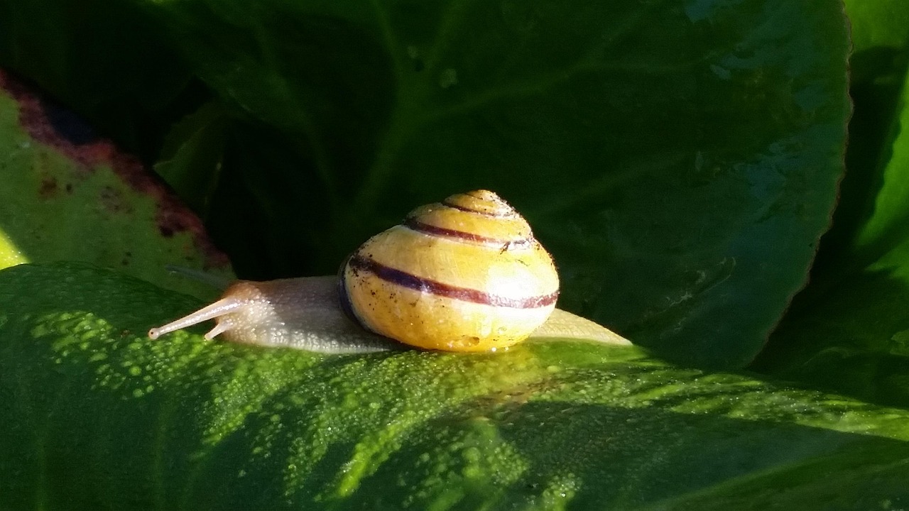 Escargot Jardin Fermer - Photo gratuite sur Pixabay - Pixabay