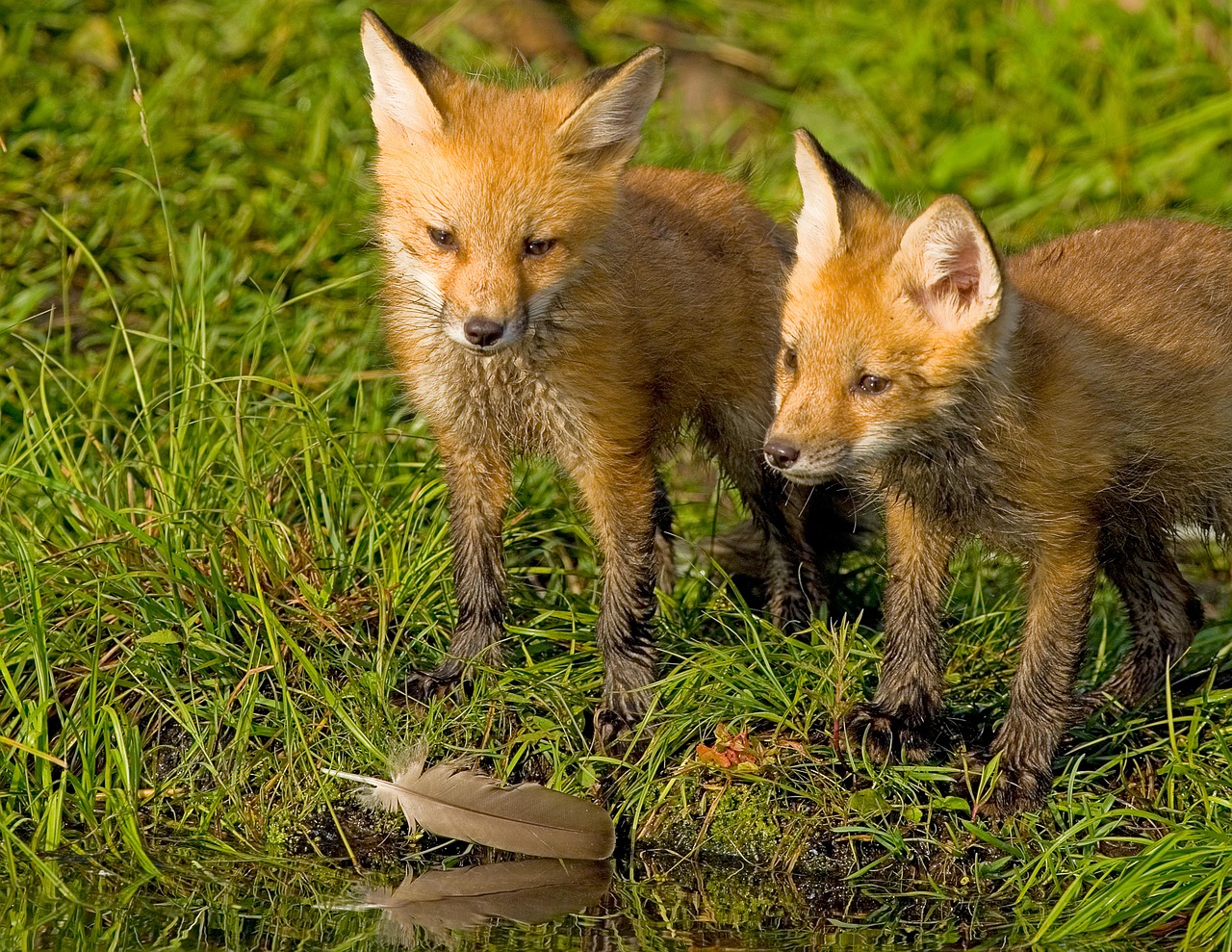 Fauna Silvestre Zorro Naturaleza - Foto gratis en Pixabay - Pixabay