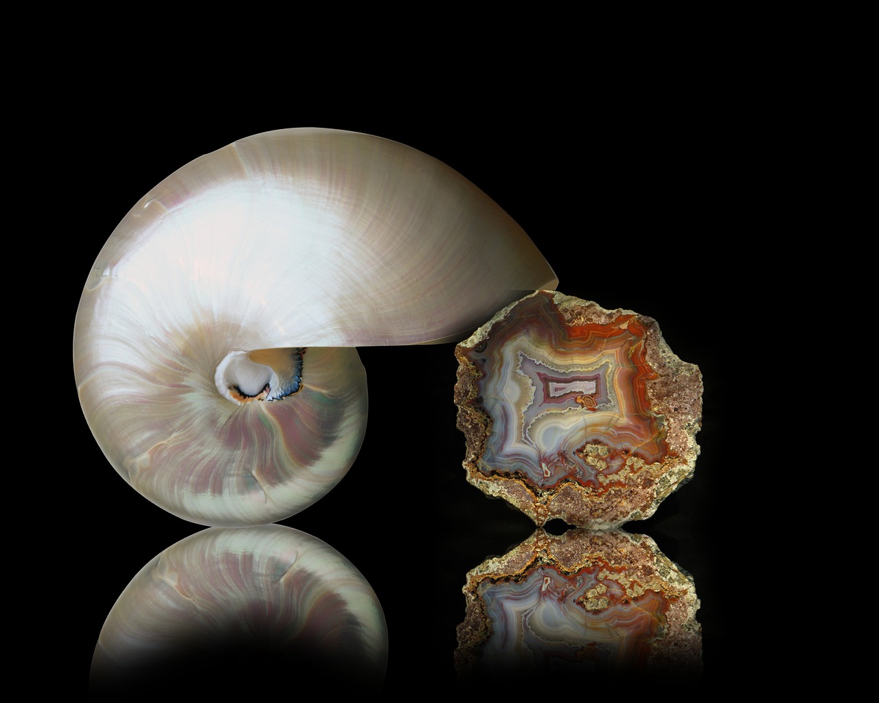 Nautilus Quartz Agate - Photo gratuite sur Pixabay - Pixabay