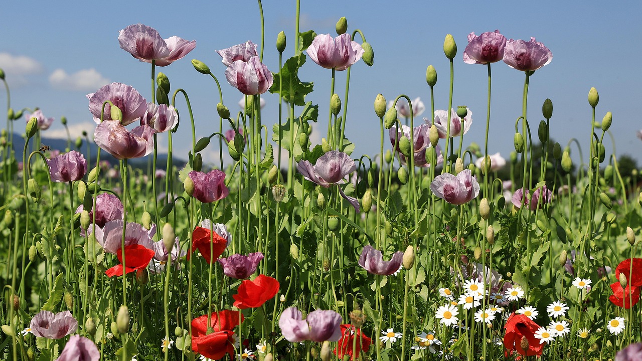 Mohnfeld Mohnblumen Mohn - Kostenloses Foto auf Pixabay - Pixabay