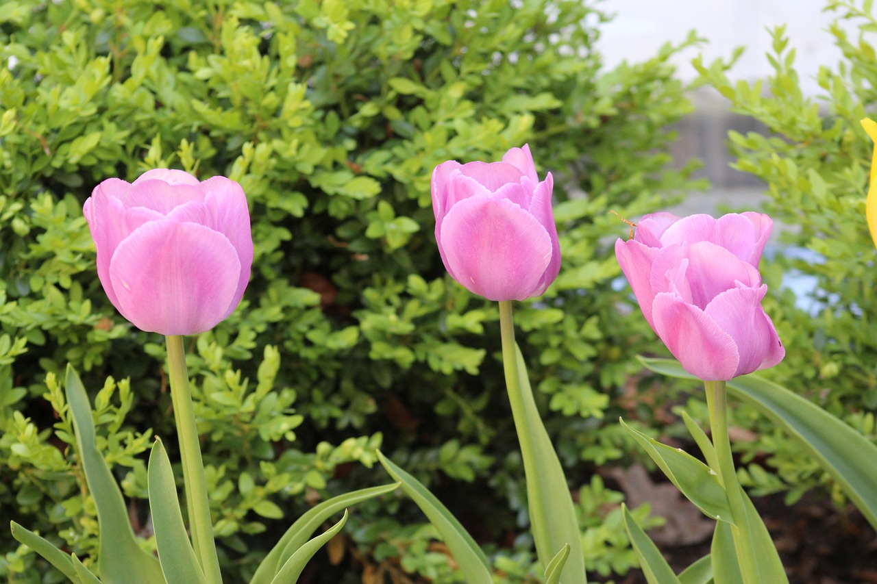 Natureza Primavera Flores - Foto gratuita no Pixabay - Pixabay
