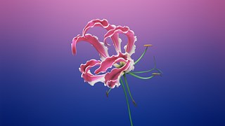 Flower Botany Himilayan Blue Poppy - Free photo on Pixabay
