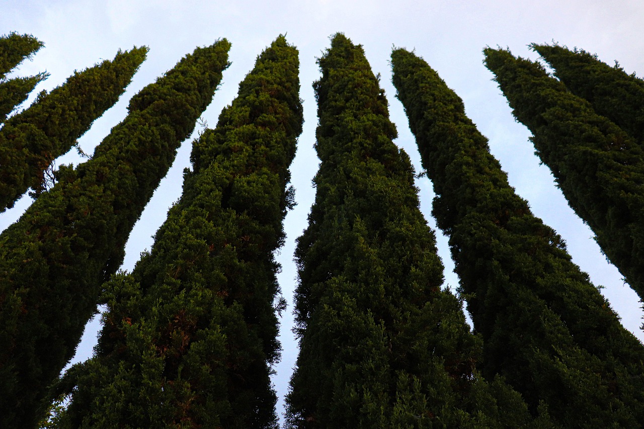 Pine Cipres Nature Tree - Free photo on Pixabay - Pixabay