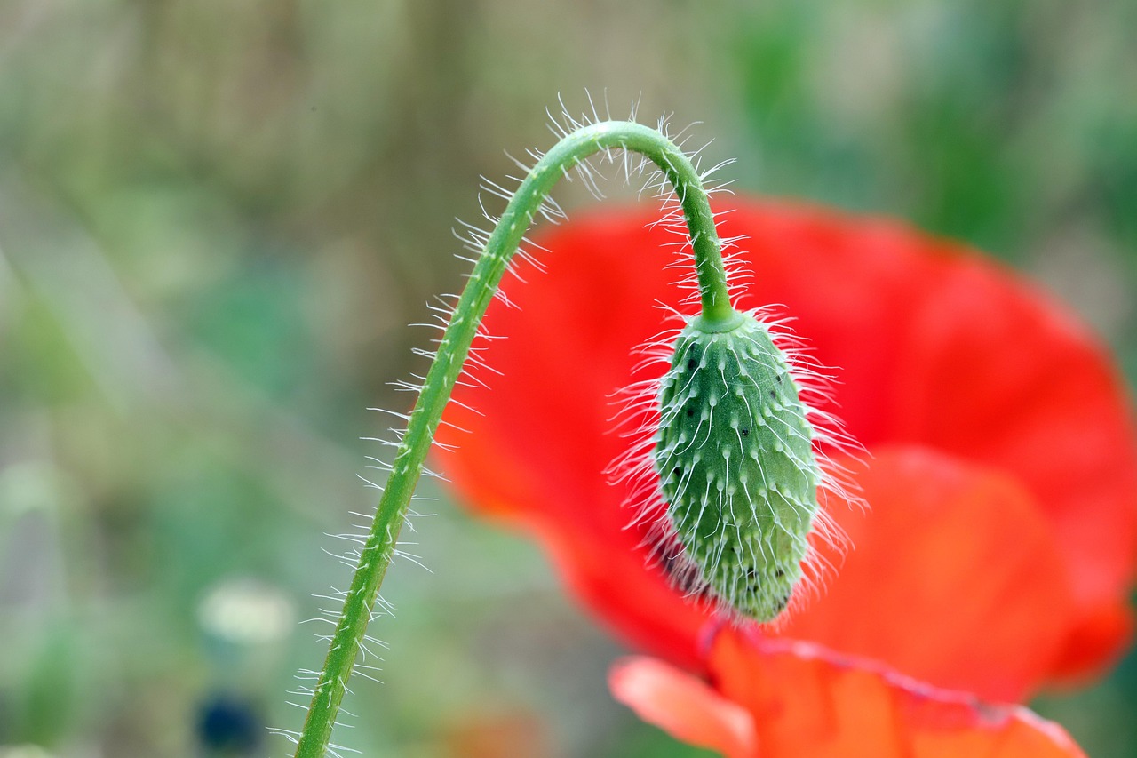 Fleur Coquelicot Plante - Photo gratuite sur Pixabay - Pixabay