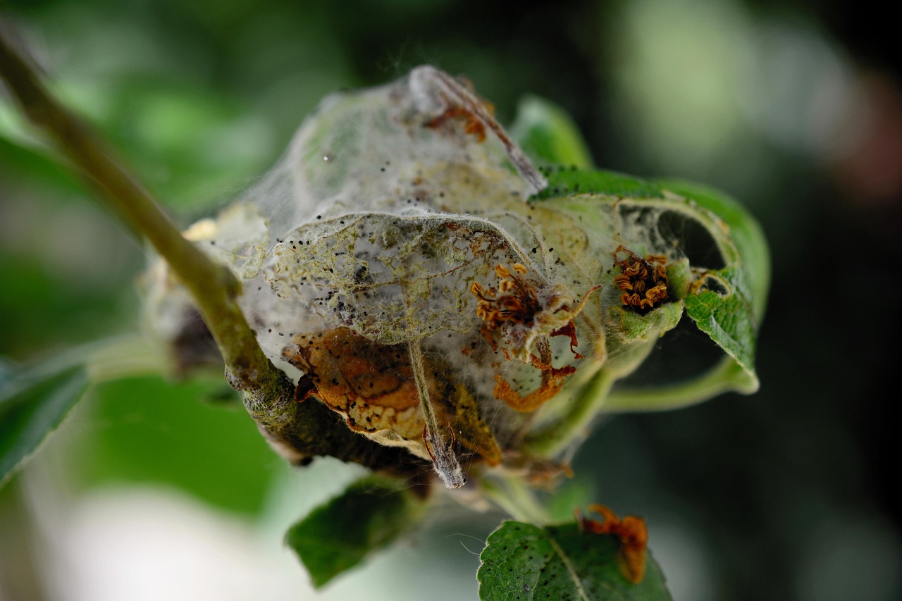 Pests Ermine Apple Tree - Free photo on Pixabay