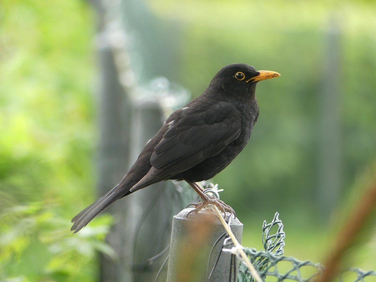 Bird Blackbird Nature - Free photo on Pixabay
