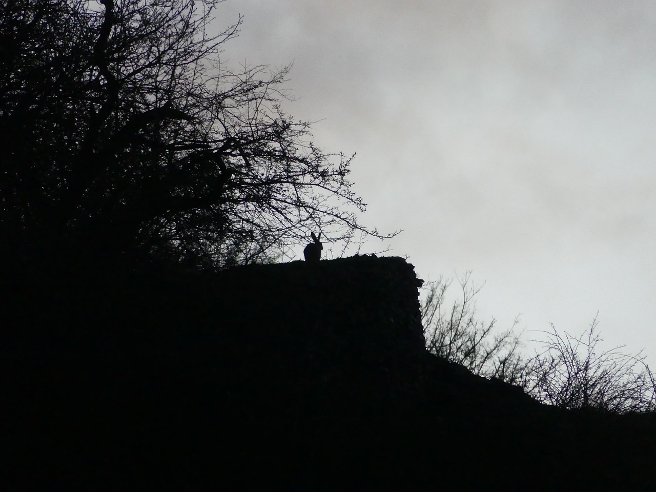 Dusk Animal Hare - Free photo on Pixabay - Pixabay