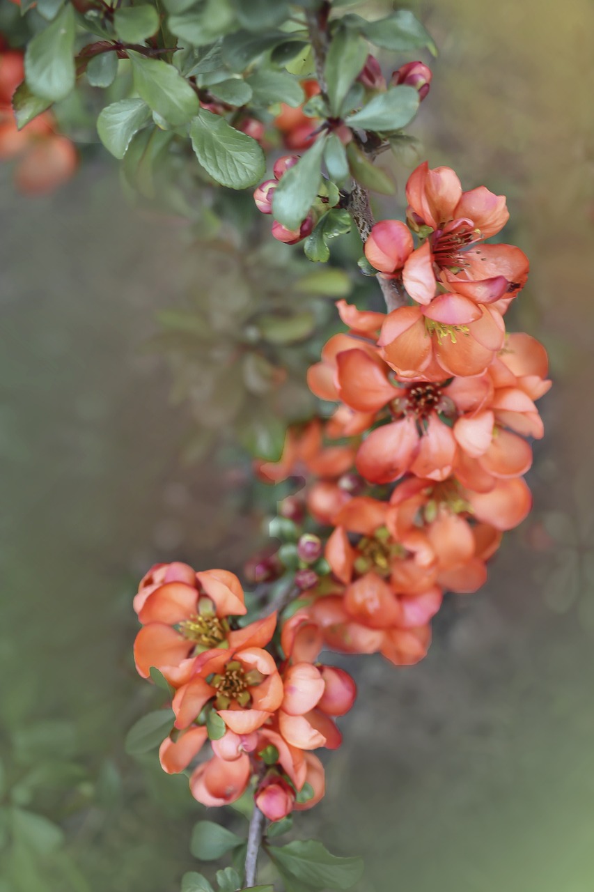 200+ Free Flowering Quince & Quince Photos - Pixabay