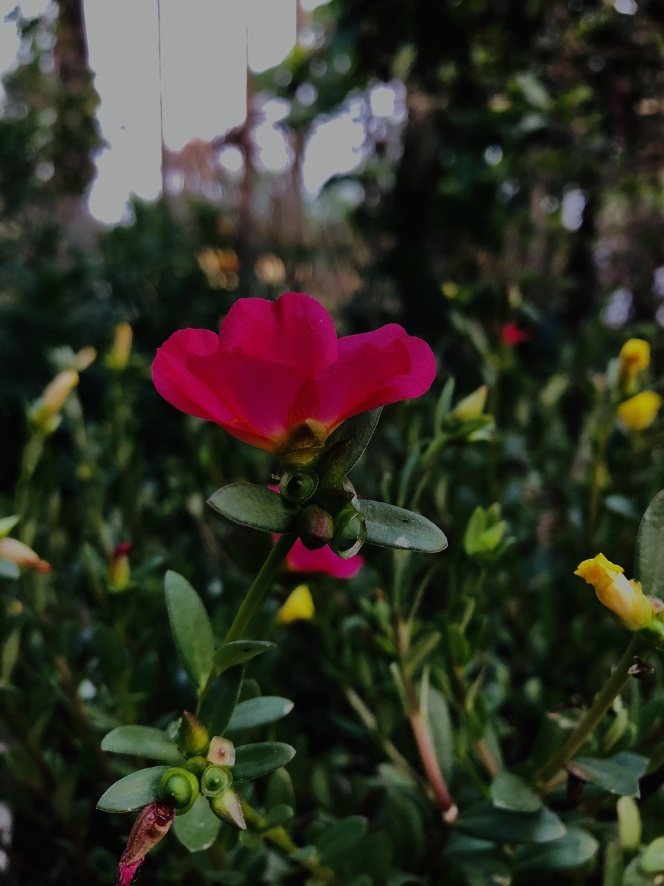 Bunga Gambar Wallpaper Yang - Foto gratis di Pixabay - Pixabay