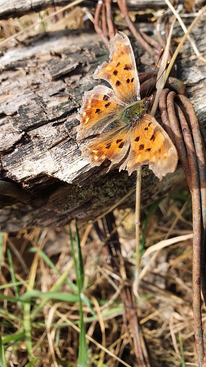 C Falter Butterfly Edelfalter - Free photo on Pixabay - Pixabay