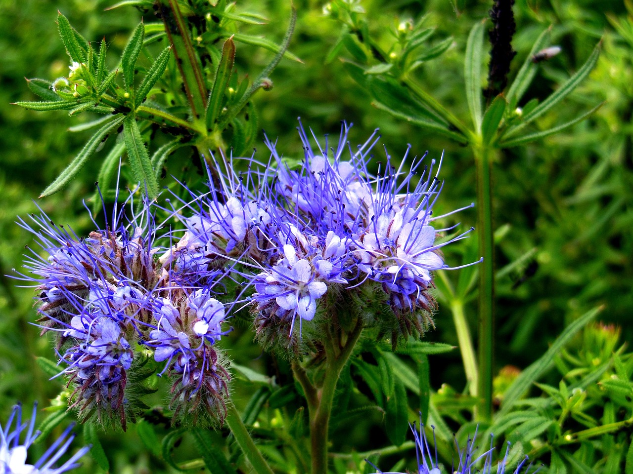 Facélia Mézontó Herbe Nectar - Photo gratuite sur Pixabay - Pixabay