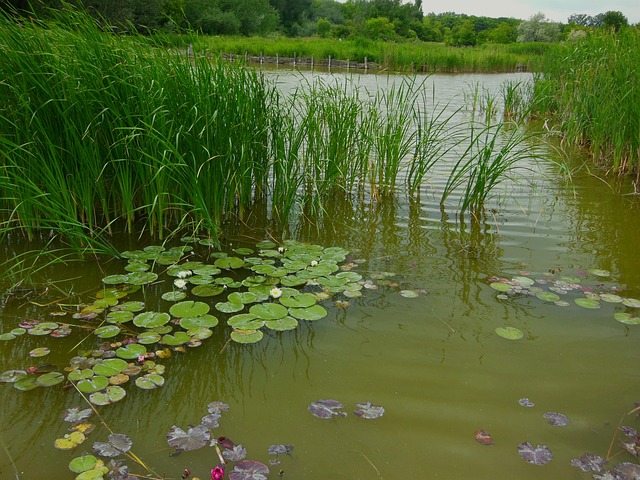 Lake Water Reed - Free photo on Pixabay - Pixabay