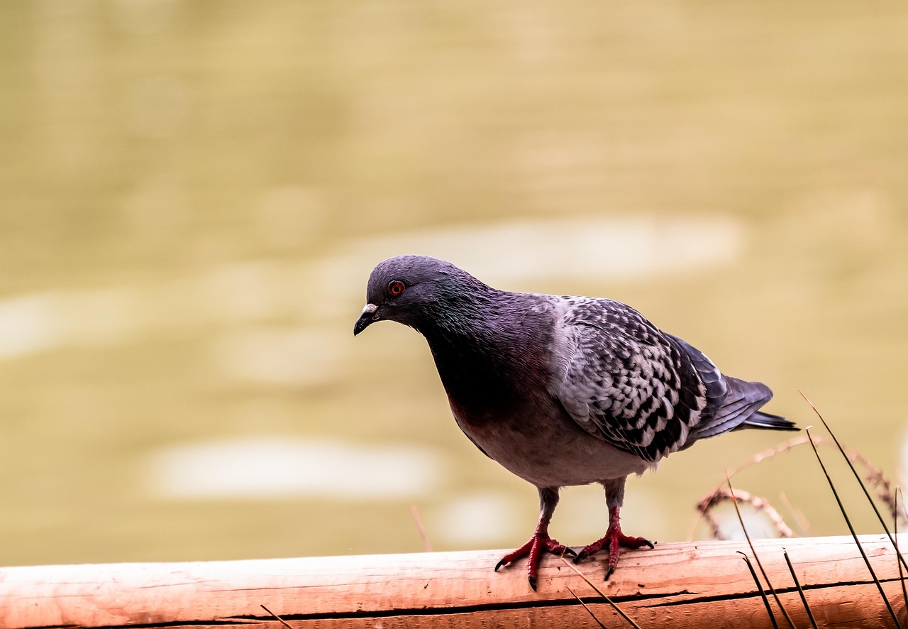 Plus de 30 photos gratuites de Palombe et de Oiseau - Pixabay