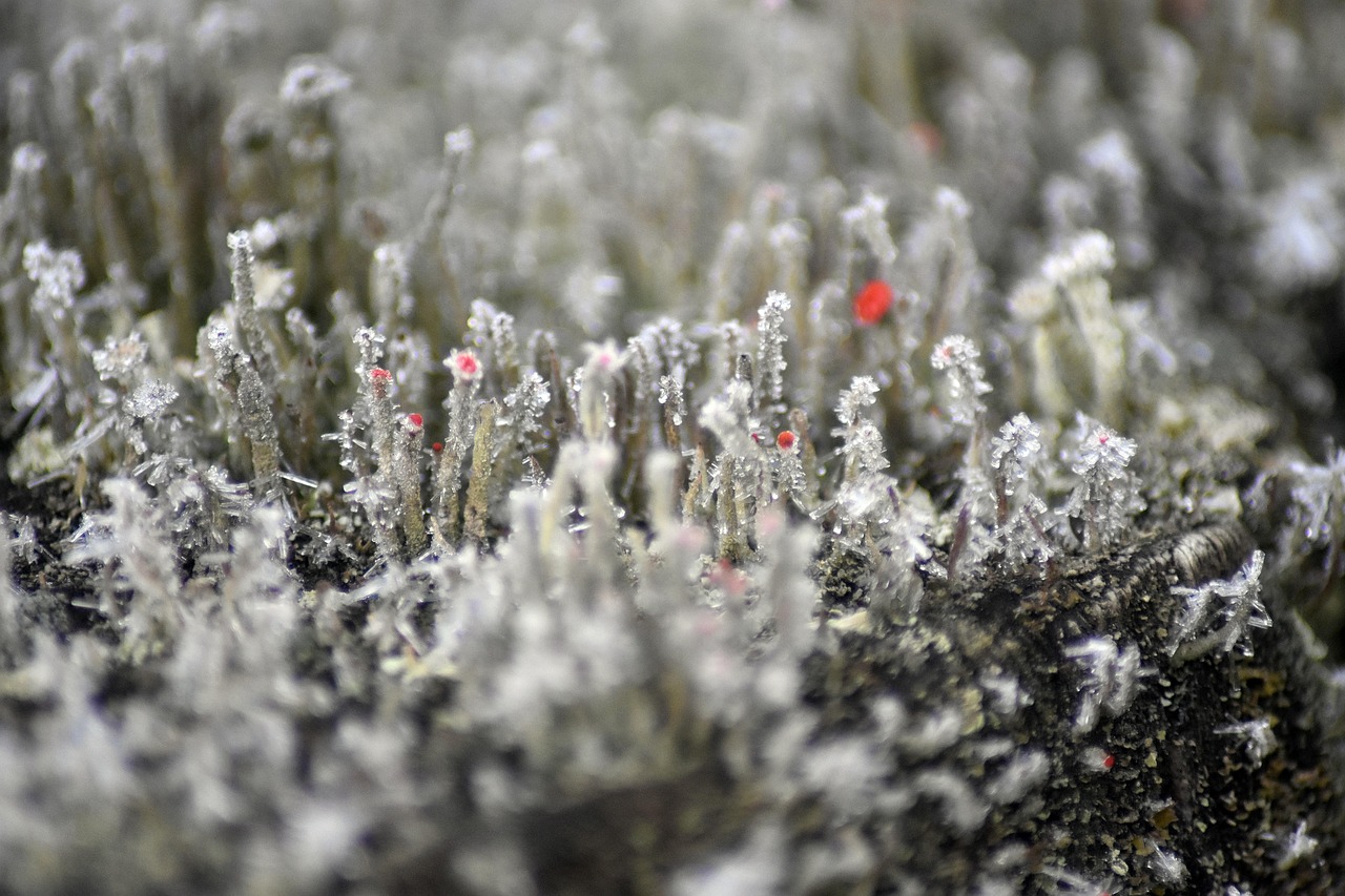 Ground Frost Ice - Free photo on Pixabay - Pixabay