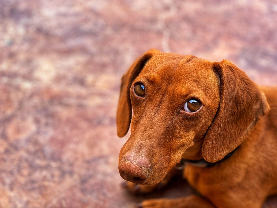 Dog Dachshund Brown - Free photo on Pixabay - Pixabay