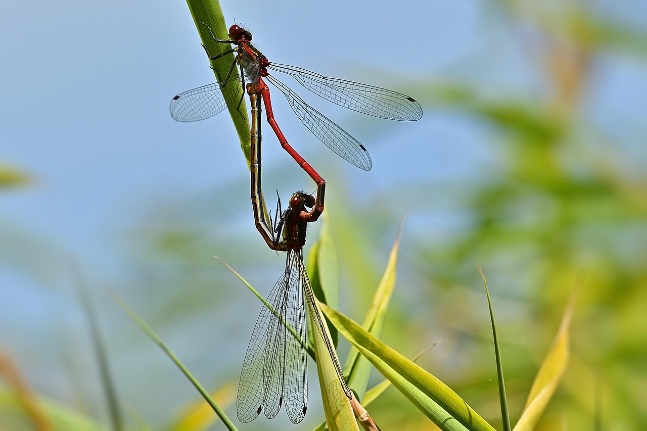 6,000+ Free Dragonflies & Dragonfly Images - Pixabay