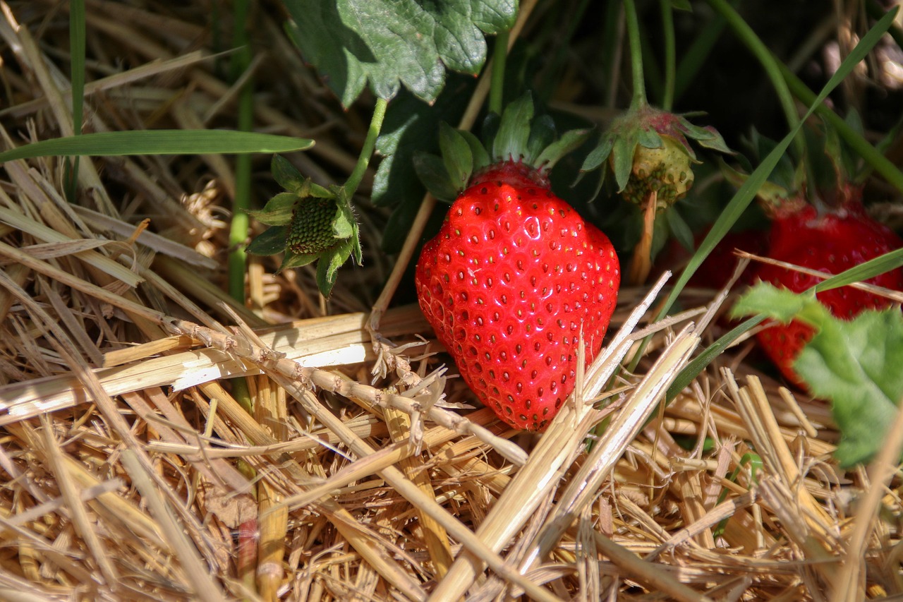 7,000+ Free Strawberry & Food Images - Pixabay