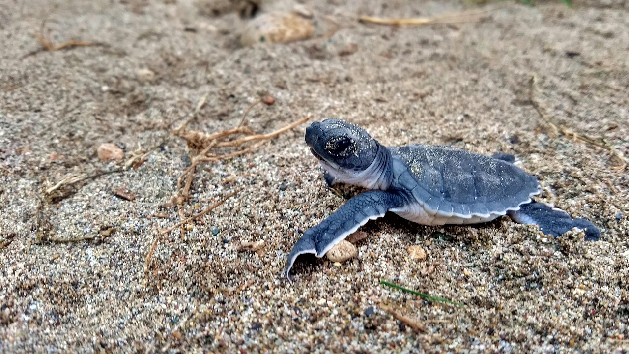 Animals Sea Turtle Colors - Free photo on Pixabay - Pixabay