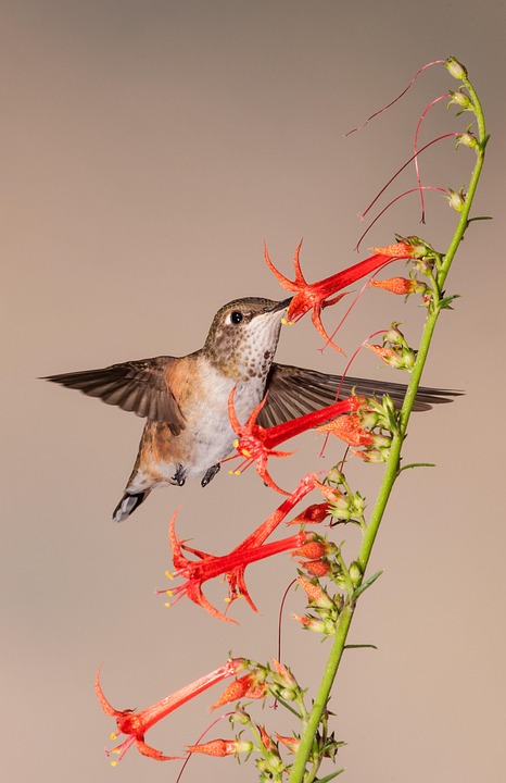 Hummingbird Bird Nature - Free photo on Pixabay