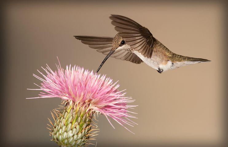 1,000+ Free Colibri & Hummingbird Images - Pixabay