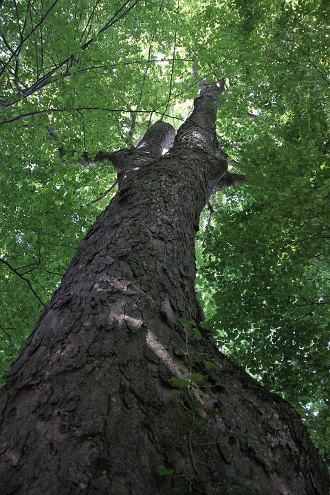 Copac Trib Paltin De Munte - Fotografie gratuită pe Pixabay - Pixabay