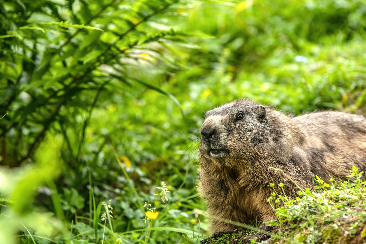 Marmot Manggei Alm Summer In The - Free photo on Pixabay - Pixabay