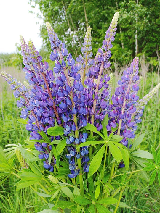 Lupin Nature Prairie - Photo gratuite sur Pixabay - Pixabay