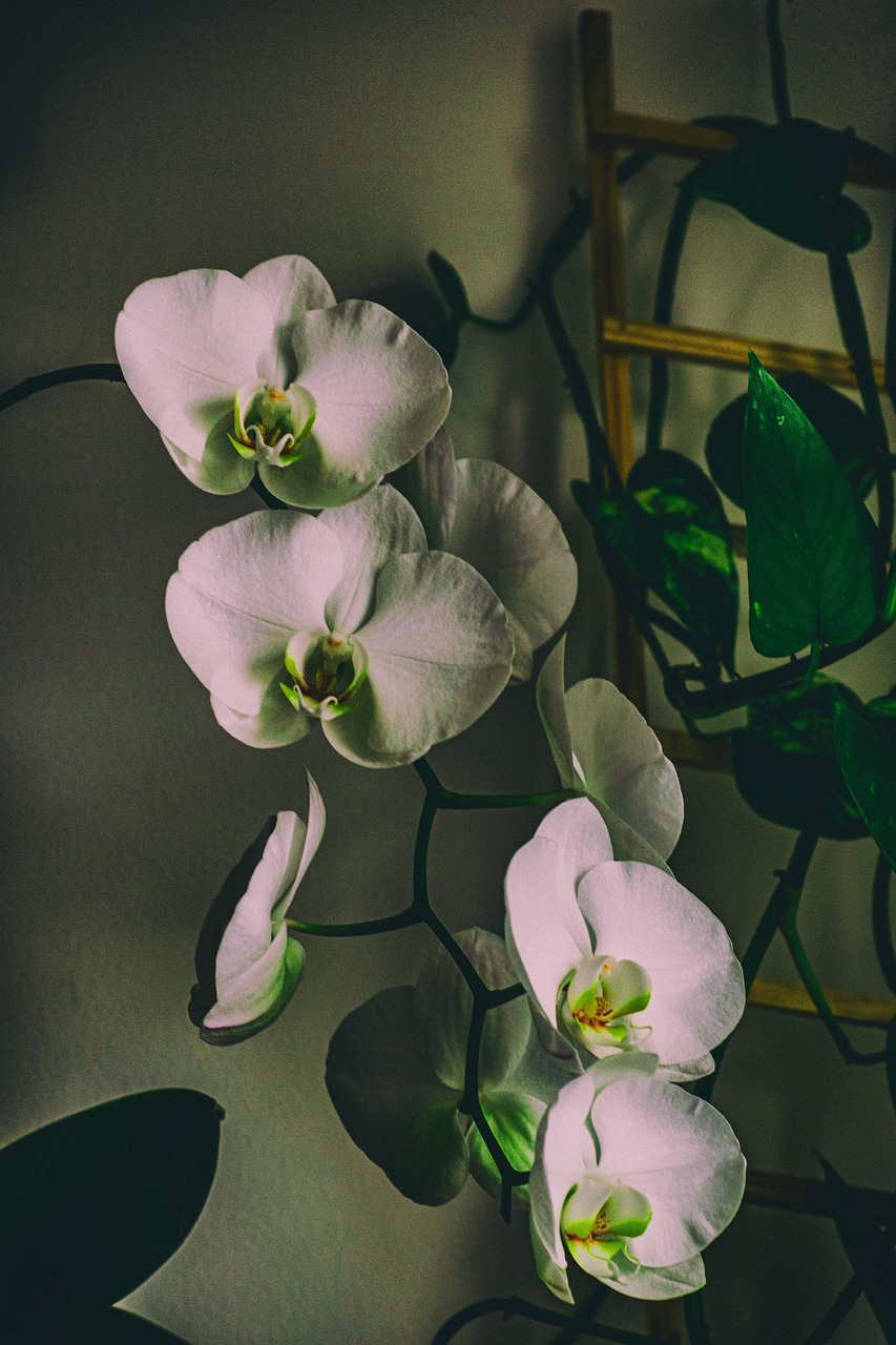 Orchidée Fleur Salle De En - Photo gratuite sur Pixabay - Pixabay