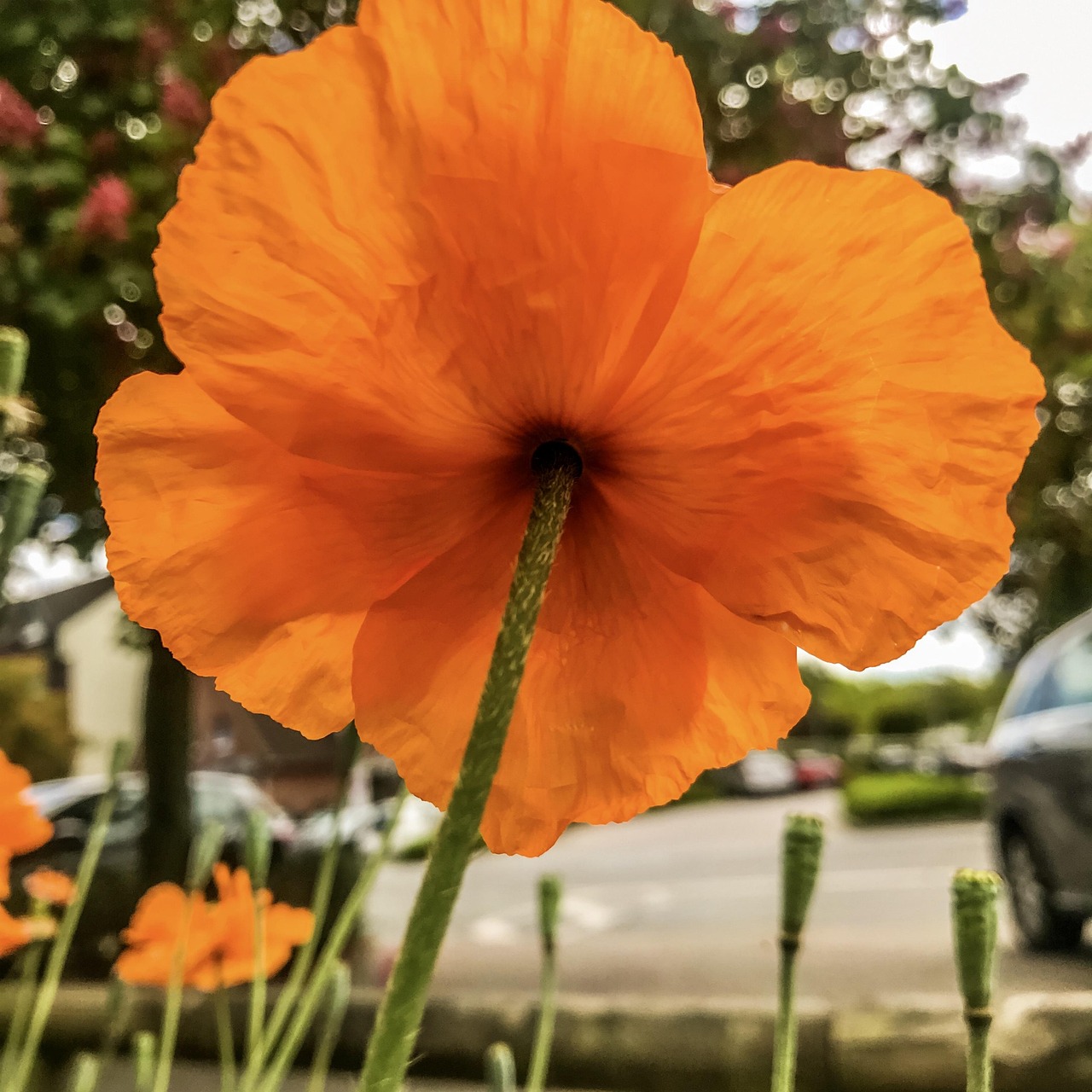 Atlas Poppy Atlantic Seeds - Free photo on Pixabay - Pixabay