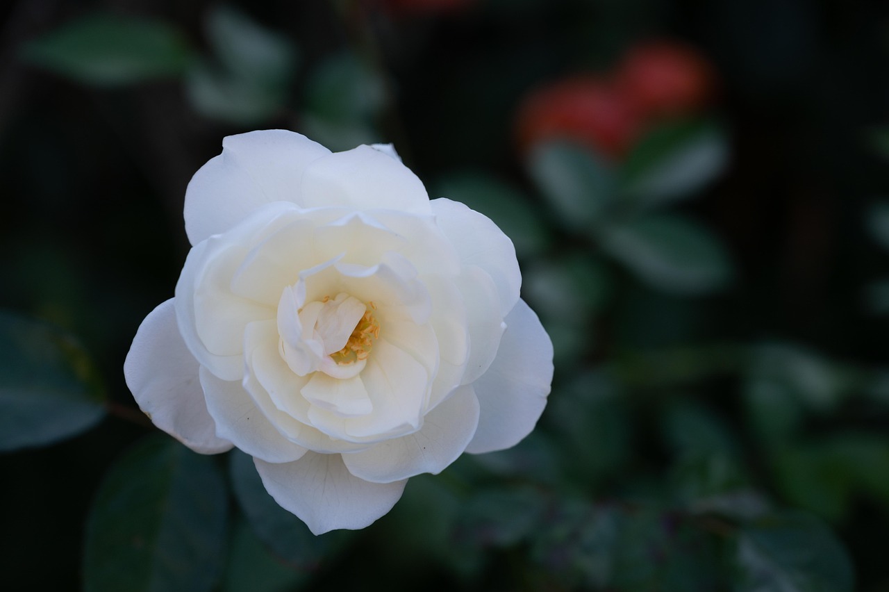 Rose Blanche Bloom - Photo gratuite sur Pixabay - Pixabay