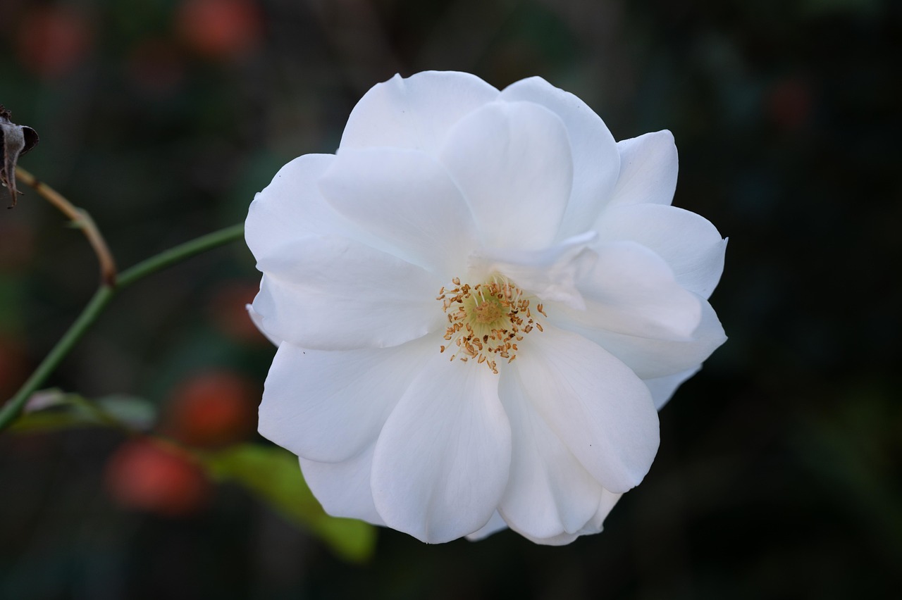 Rose Blanche Bloom - Photo gratuite sur Pixabay - Pixabay
