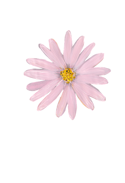 Margarida Flor Cor-De-Rosa - Imagens grátis no Pixabay - Pixabay