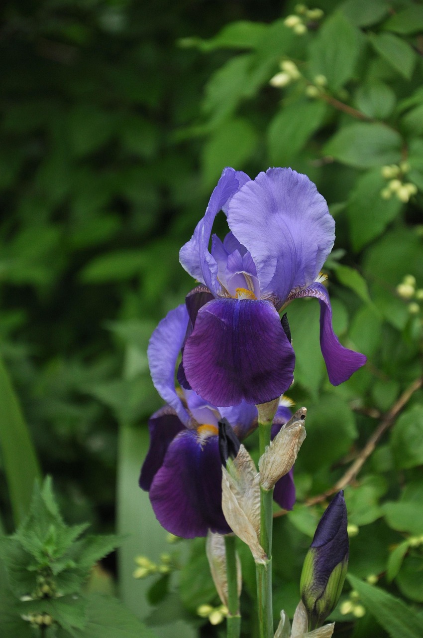 Irises Flowers Nature - Free photo on Pixabay - Pixabay