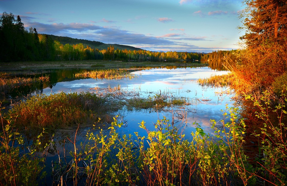 Landscape Nature Marsh The - Free photo on Pixabay
