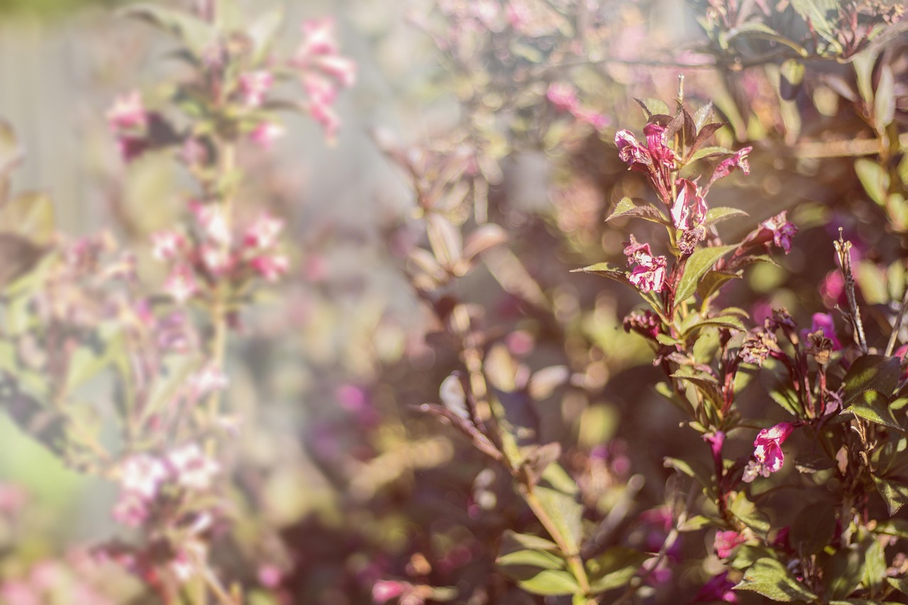 Floral Fleurs Le Printemps - Photo gratuite sur Pixabay - Pixabay