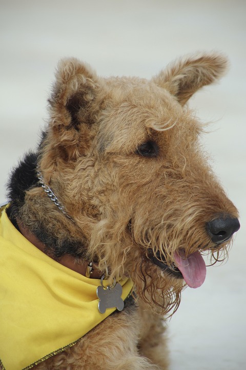 Airedale Terrier Beautiful Face - Free photo on Pixabay