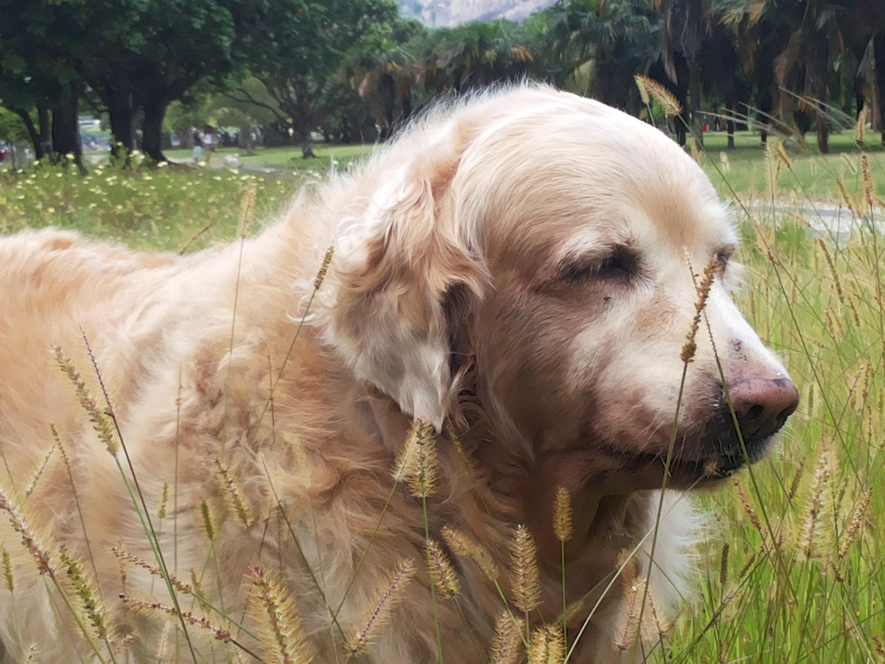 Chien Golden Retriever Vieux - Photo gratuite sur Pixabay