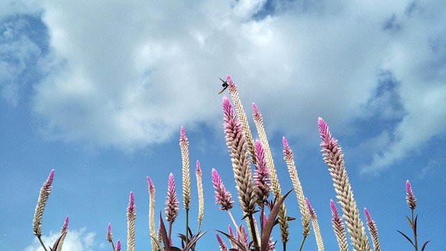 Bunga Langit Awan - Foto gratis di Pixabay - Pixabay