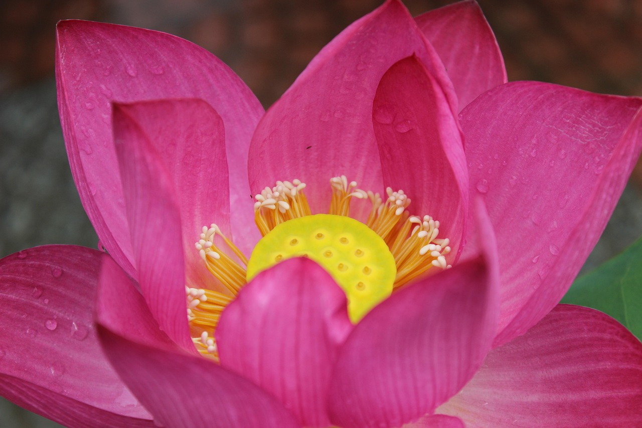 Bunga Teratai Mekar Musim - Foto gratis di Pixabay - Pixabay