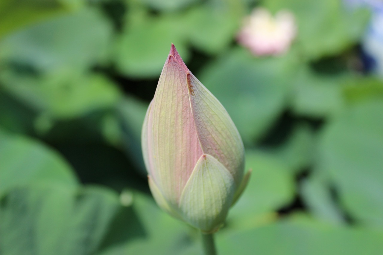 90+ Free Beijing Beauties & Beijing Images - Pixabay