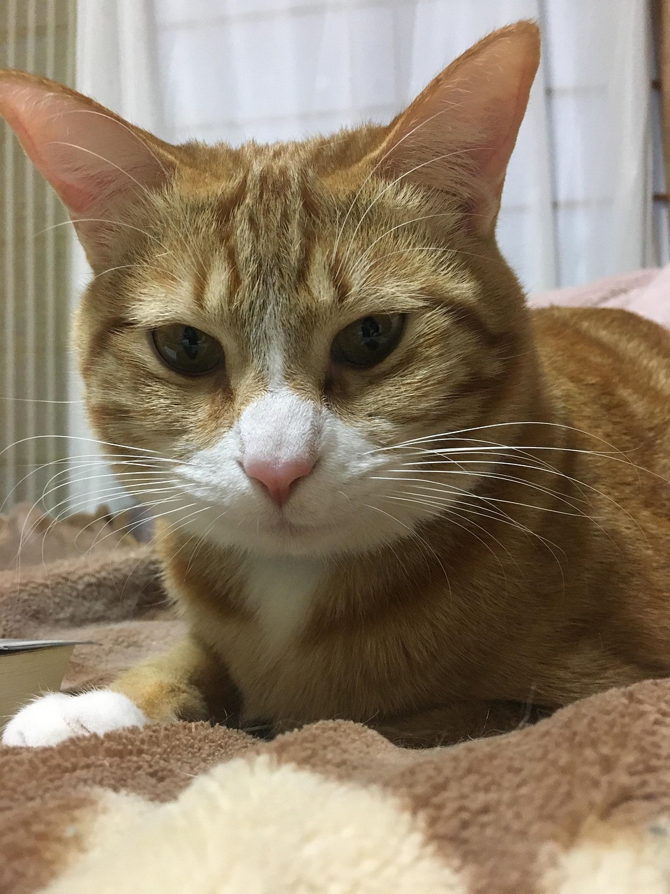 Kucing Red Tabby Cat - Foto gratis di Pixabay - Pixabay