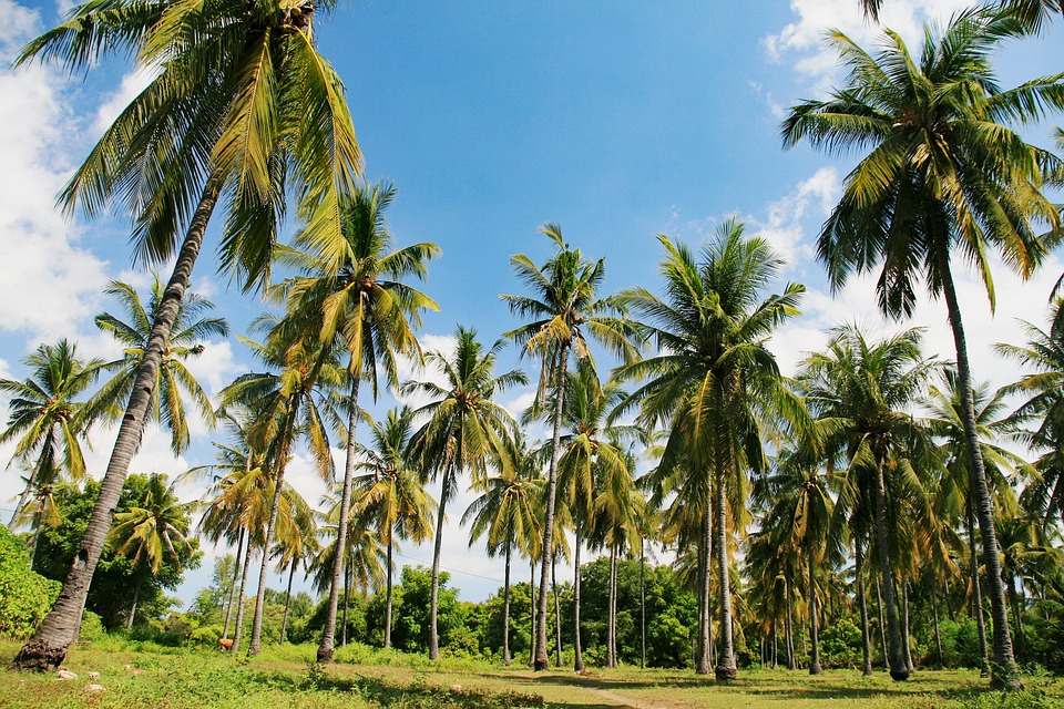 Palm Tree Tropical - Free photo on Pixabay