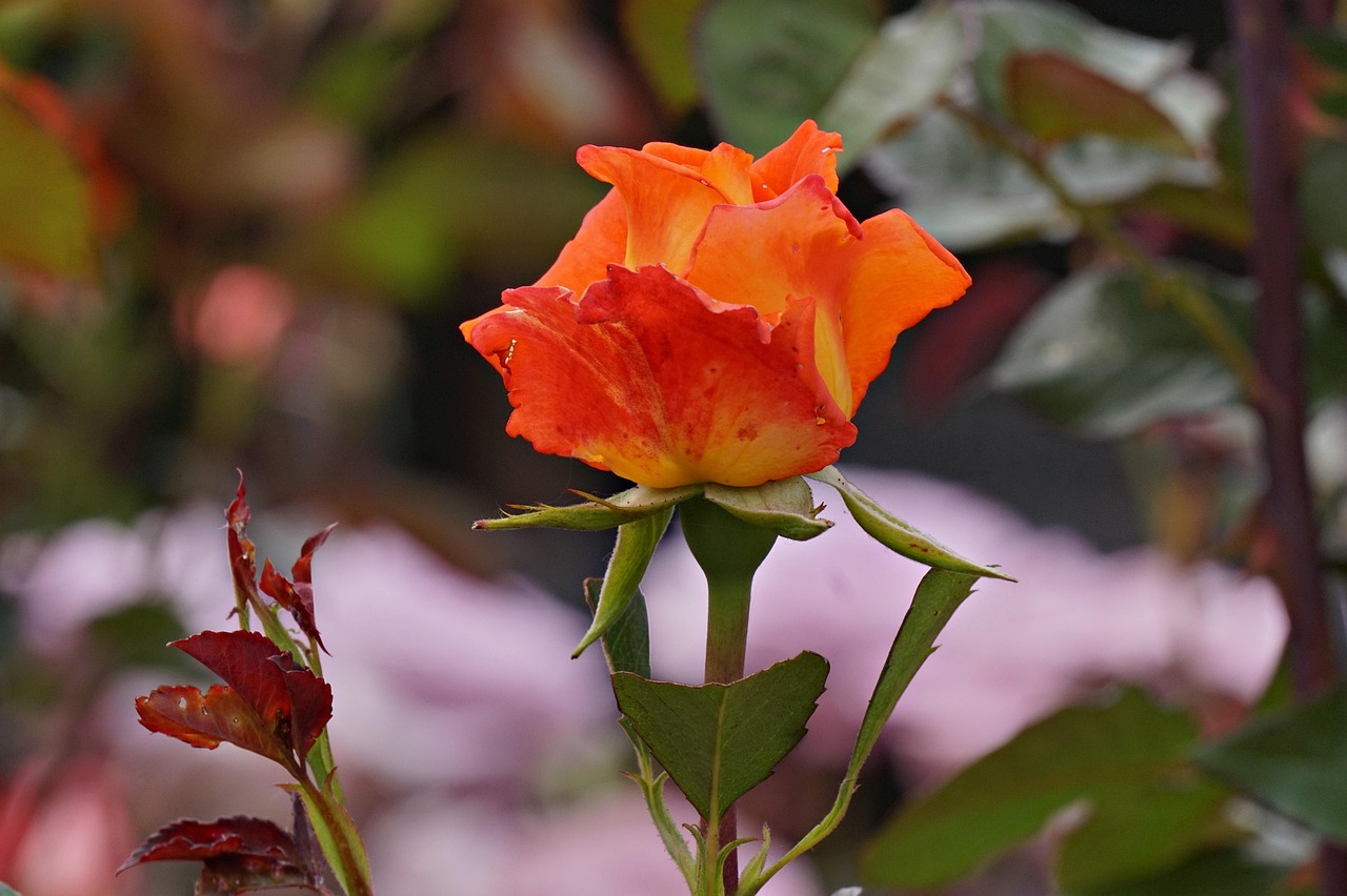 Rose Red Park - Free photo on Pixabay - Pixabay
