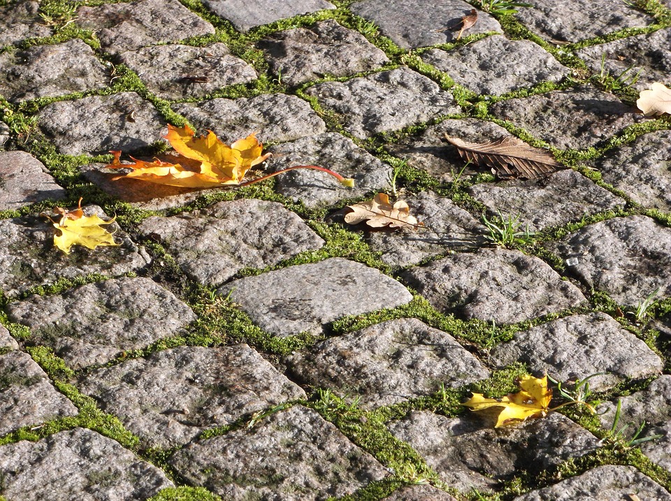 Höst Brown Kullersten - Gratis foto på Pixabay - Pixabay