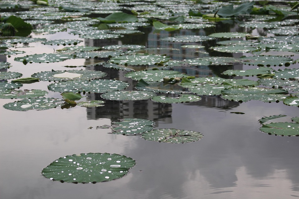Feuille De Lotus Plante - Photo gratuite sur Pixabay - Pixabay
