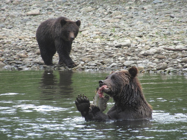 Urso Pardo Bella Coola - Foto gratuita no Pixabay - Pixabay